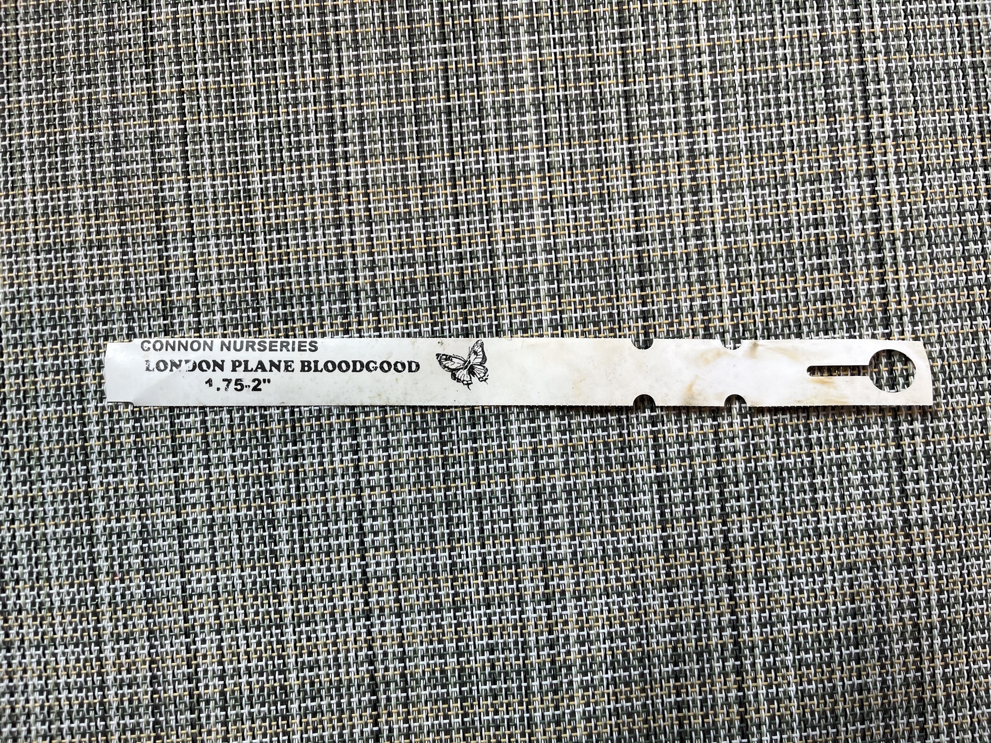 From the archives Platanus x acerifolia | FarmerTO